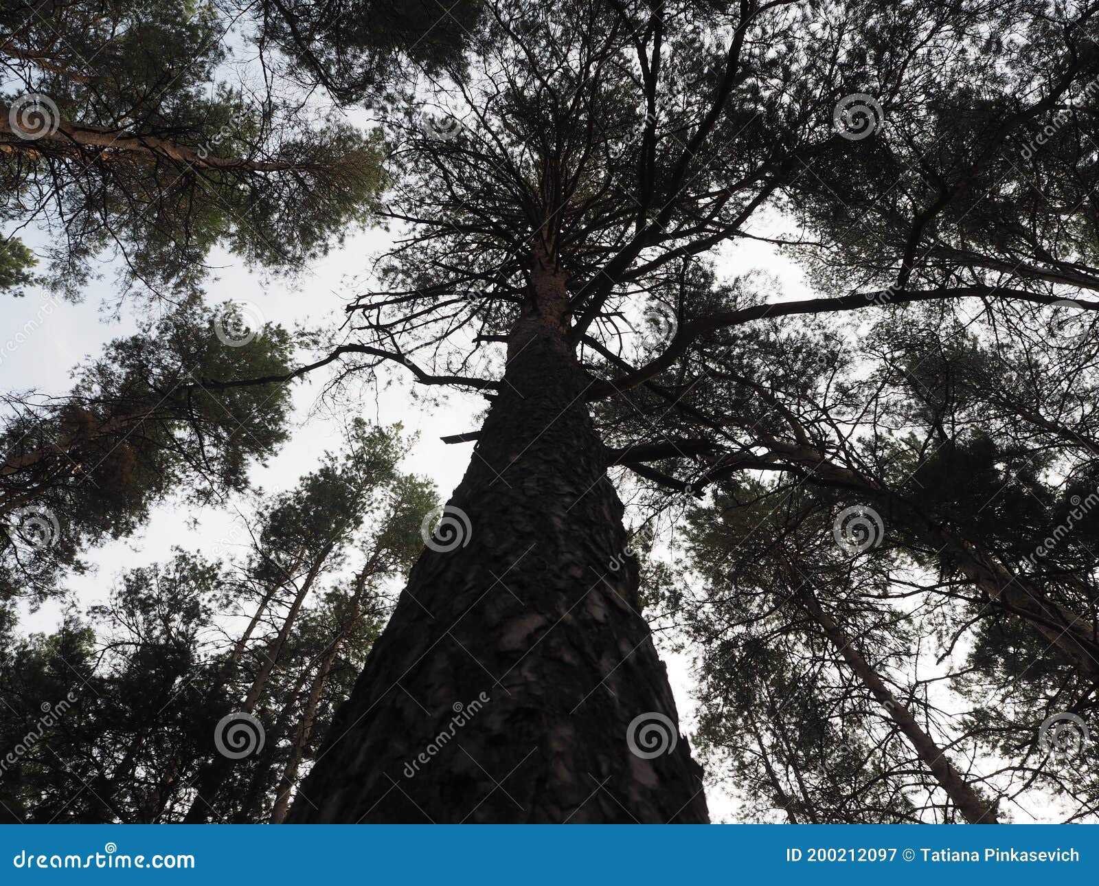 An Old Perennial Spreading Pine Tree in the Forest. Russian Pine Forest ...