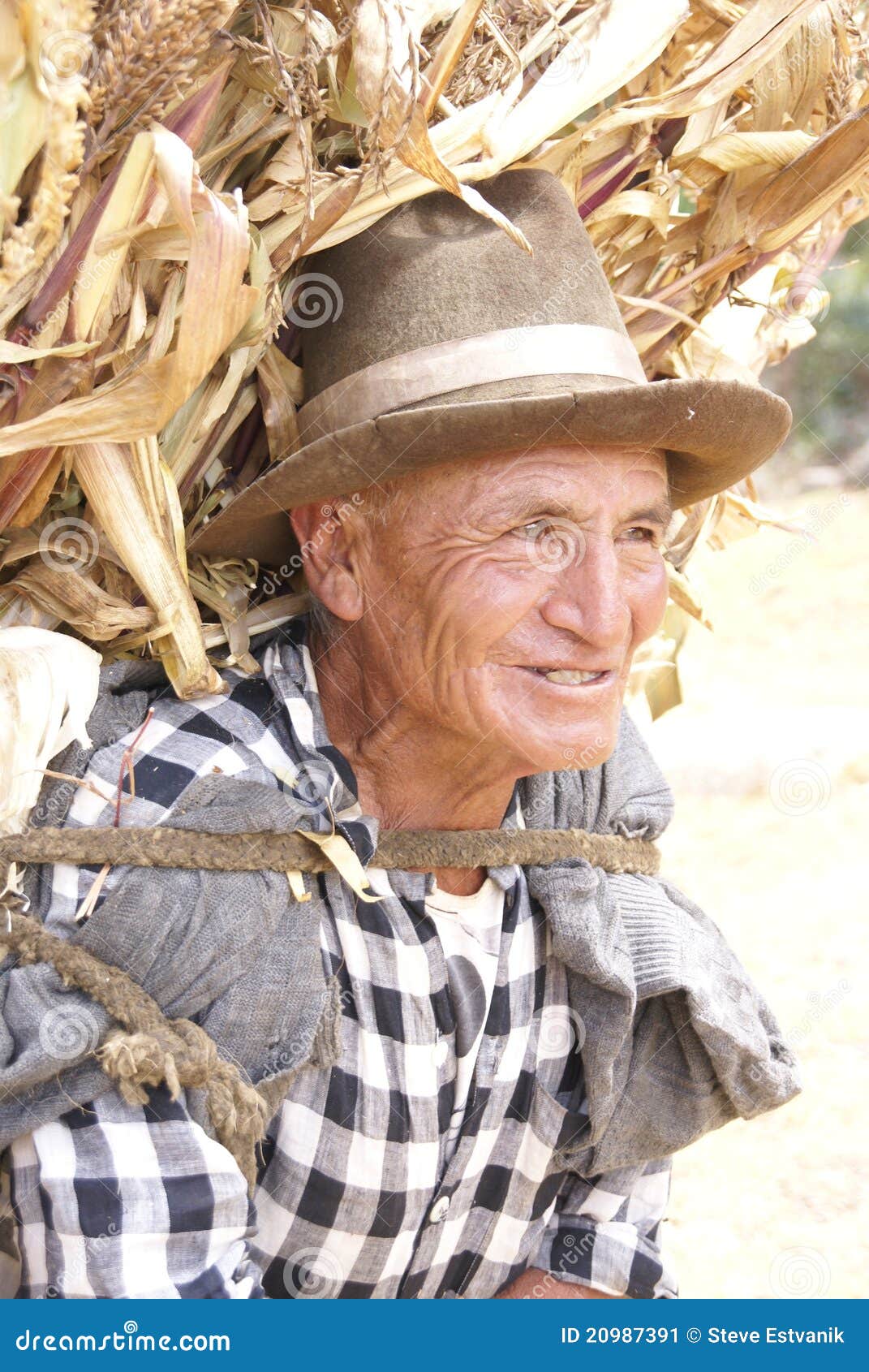 Old Peruvian Man Carries Corn Stalks Editorial Photo - Image of person ...