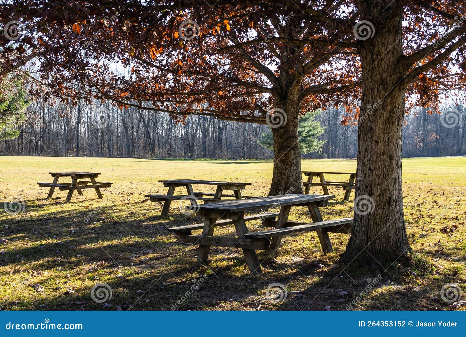 Old Picnic Tables in a Park Under an Oak Tree in the Late Fall Stock ...