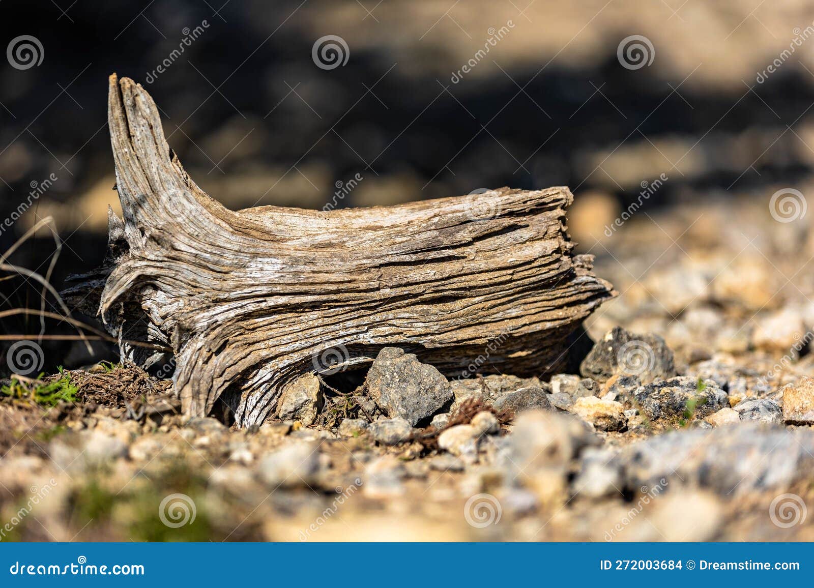 Old Piece of Wood Laying on the Ground Editorial Stock Image - Image of ...