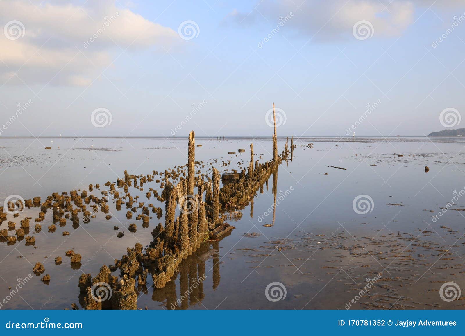 Old Pier Pilings Covered in Shell and Barnacles at Low Tide Stock Photo ...