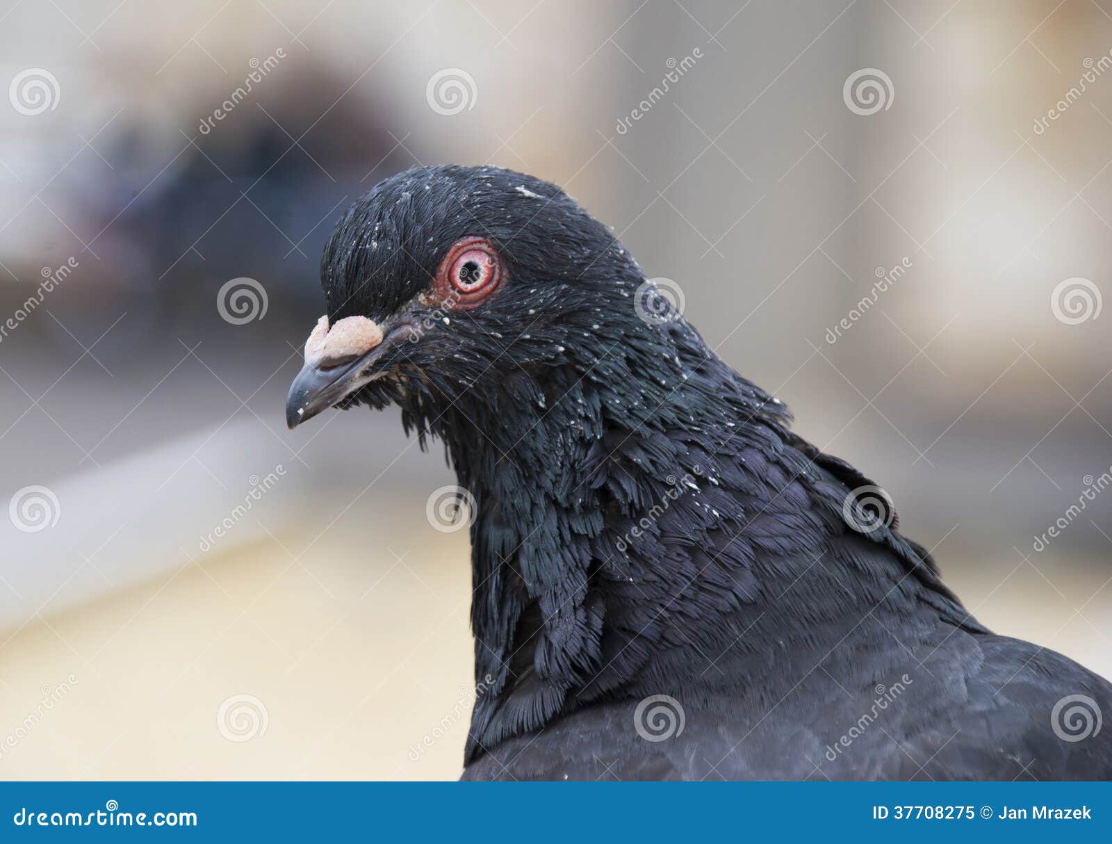 Old pigeon stock image. Image of bird, pigeon, nature - 37708275