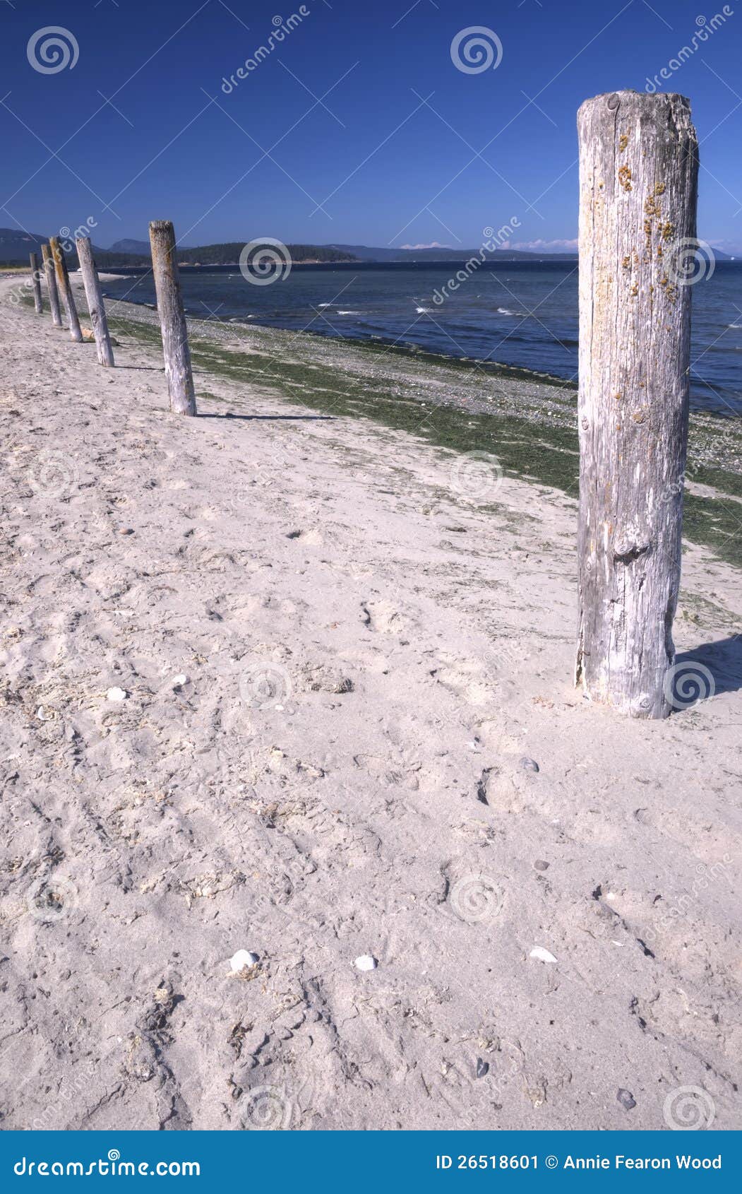 Old Pilings on a Beach Spit, British Columbia Stock Image - Image of ...