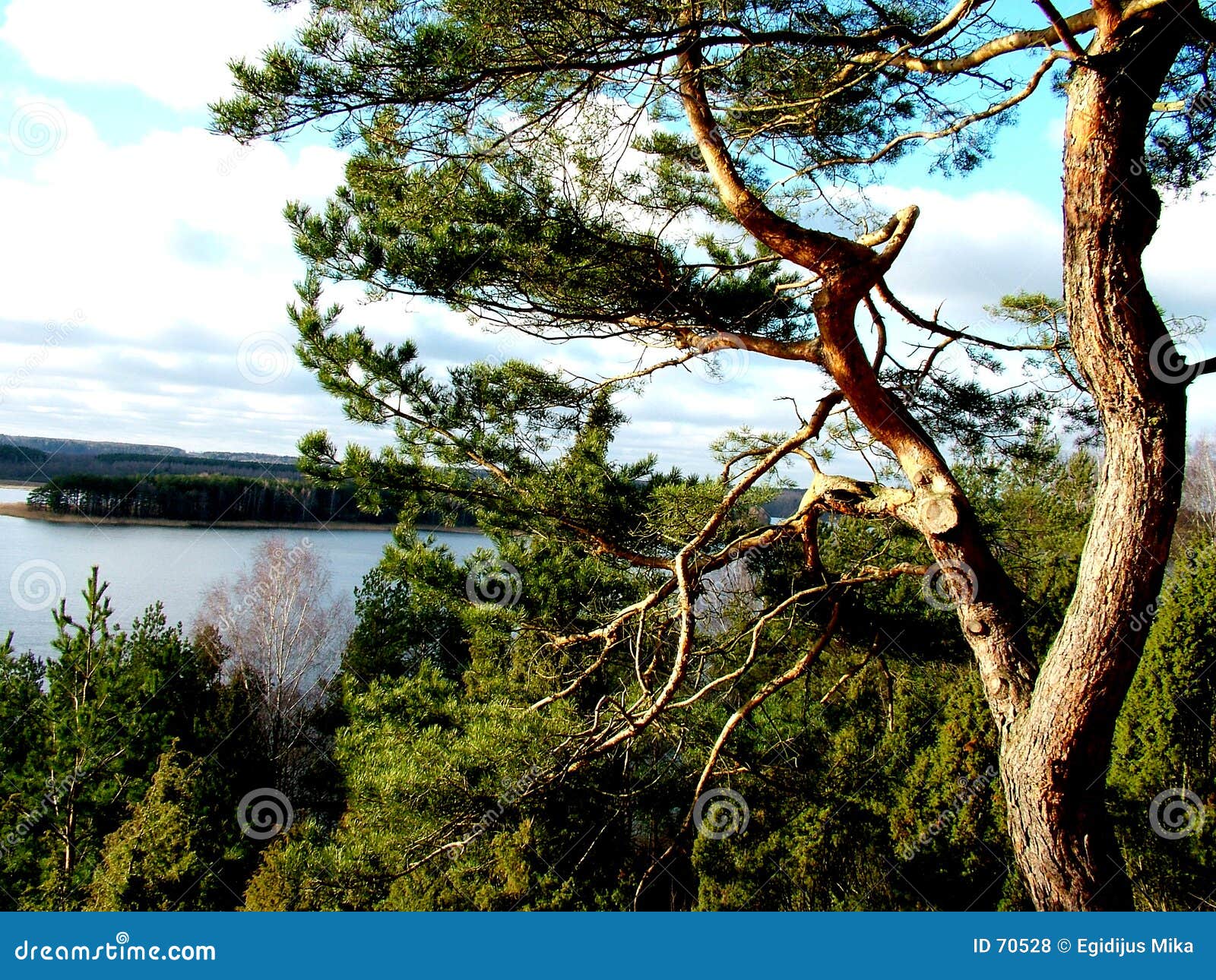 A old pine 1 stock photo. Image of plant, forest, knaggy - 70528