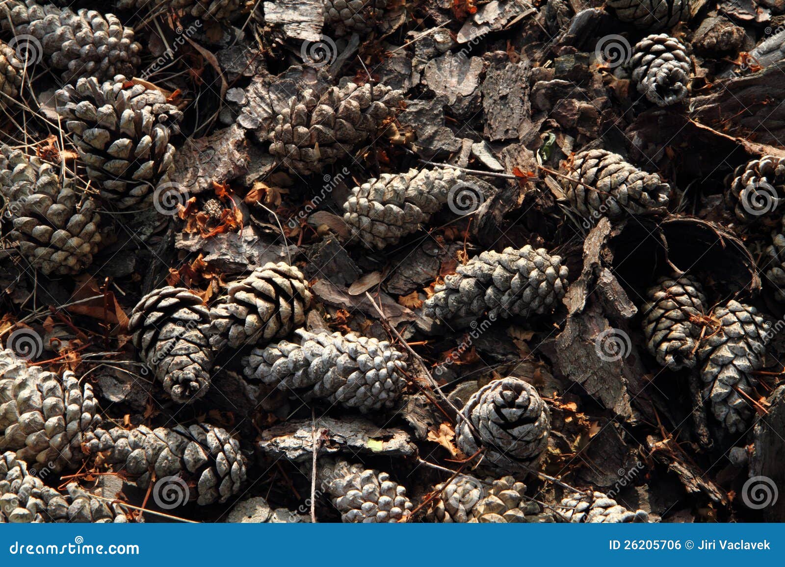 Old pine cones background stock photo. Image of squirrel - 26205706