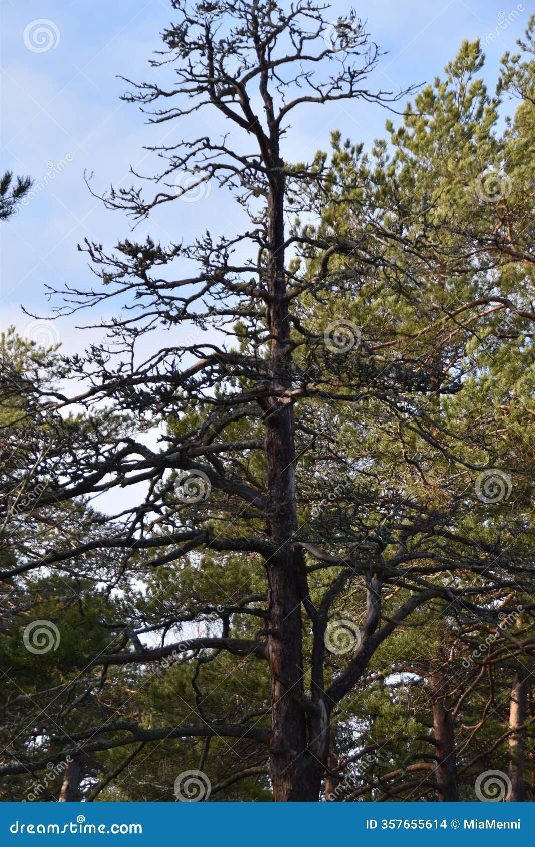 A Drying and DyingTree stock photo. Image of plant, scenery - 357655614