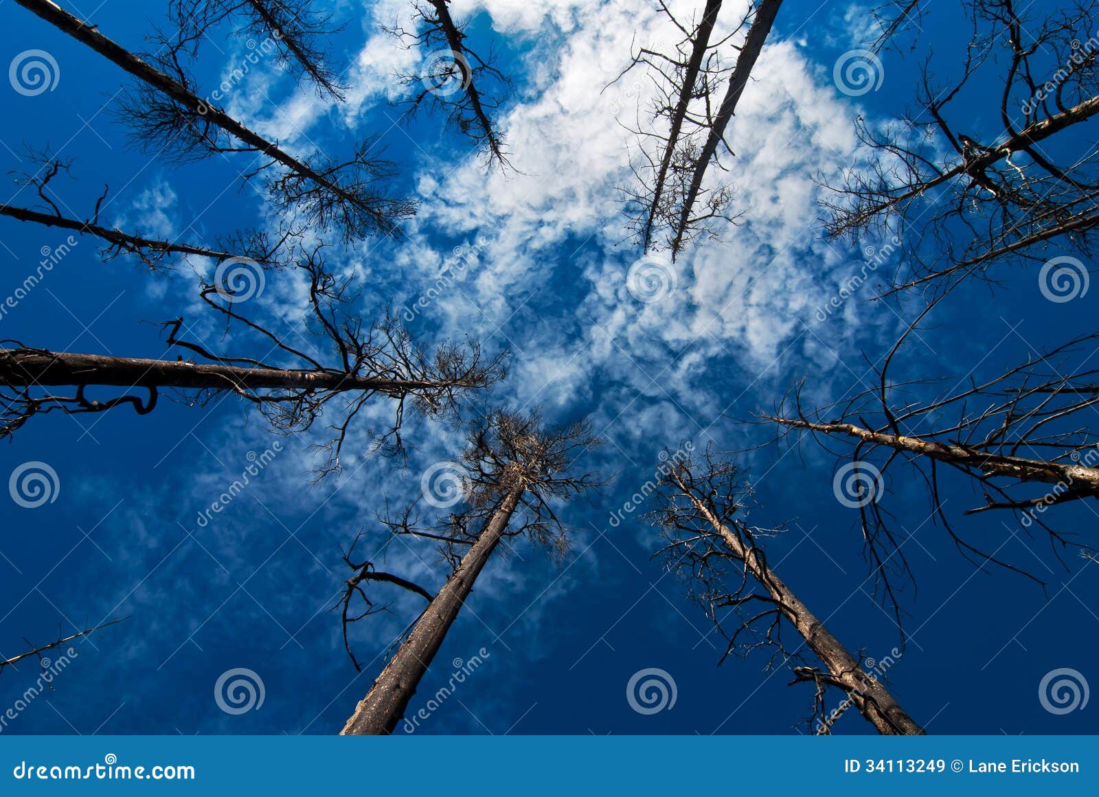 Old Pine Forrest and Blue Sky with Clouds Stock Image - Image of ...