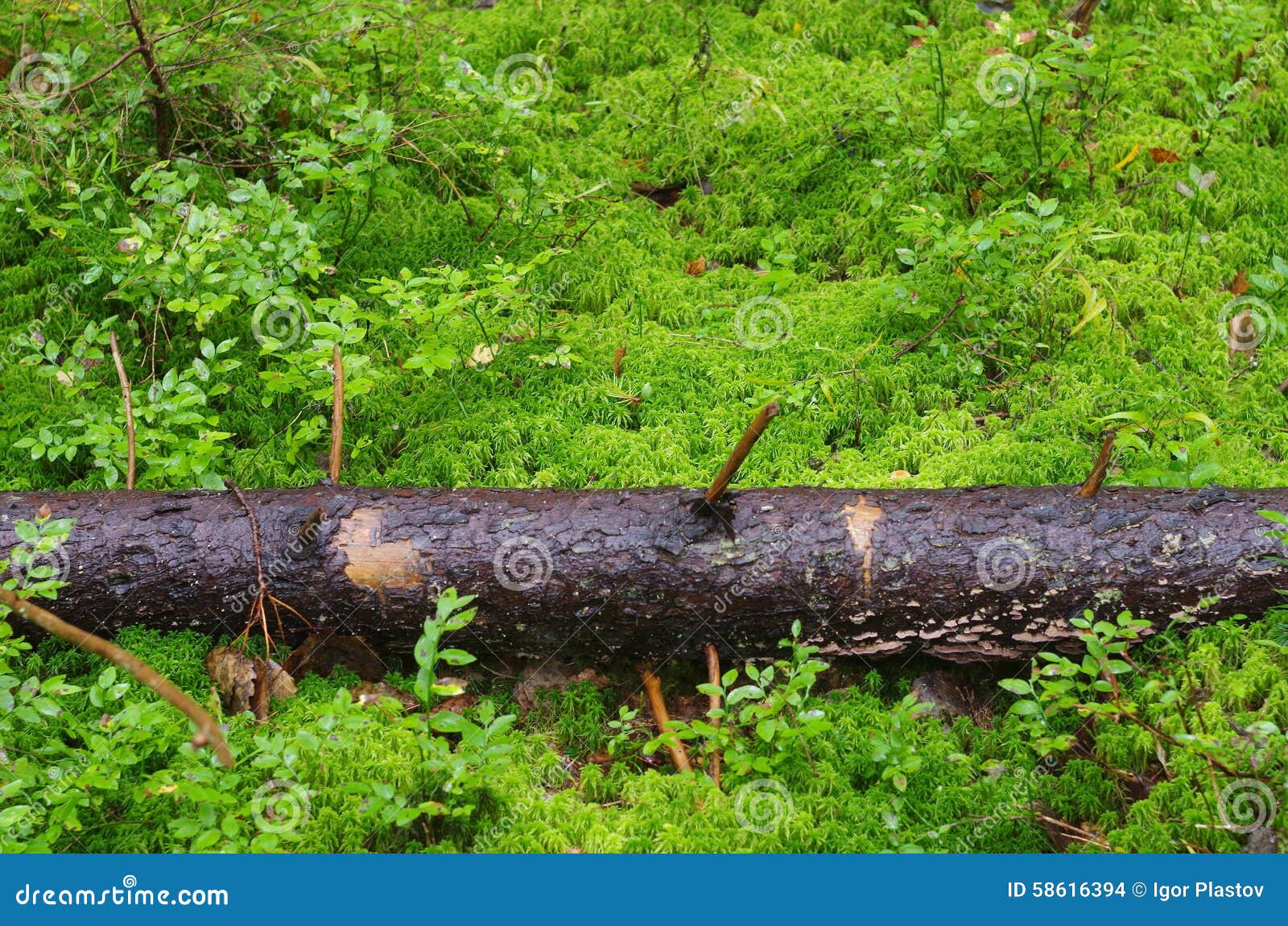Old Pine Log on the Moss in the Forest Stock Photo - Image of bark ...