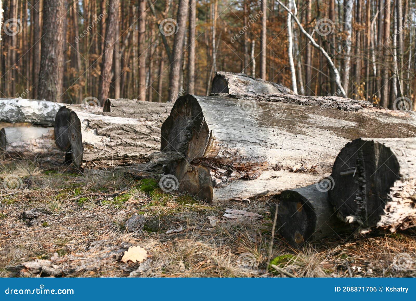 Old logs in the forrest stock photo. Image of stump - 208871706