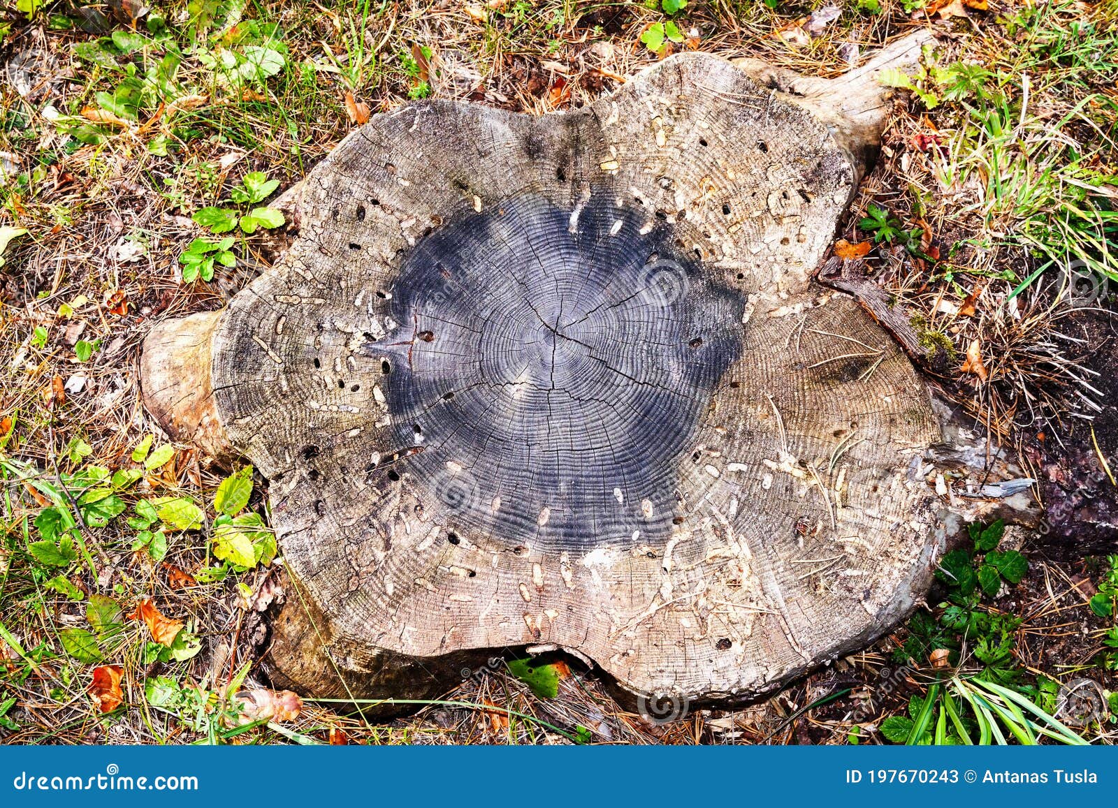 Old Pine Stump View from Above Stock Image - Image of ring, shattered ...