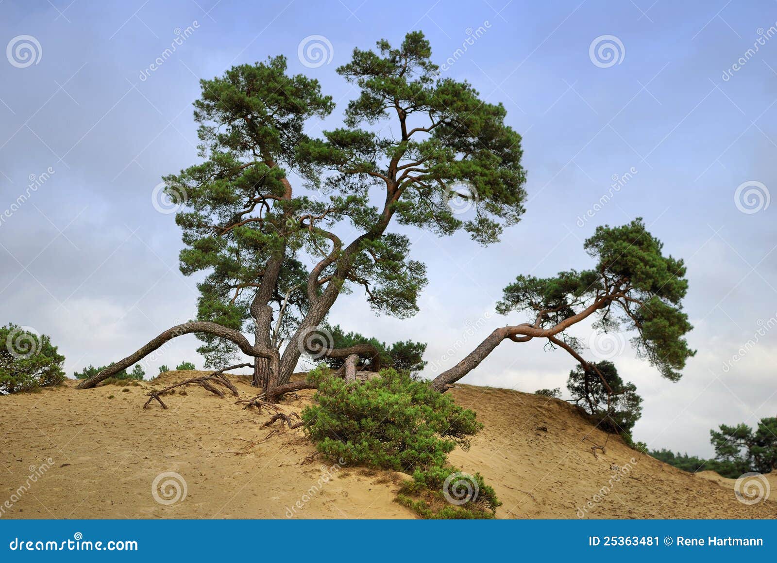 Old Pine Tree stock image. Image of woodland, natural - 25363481