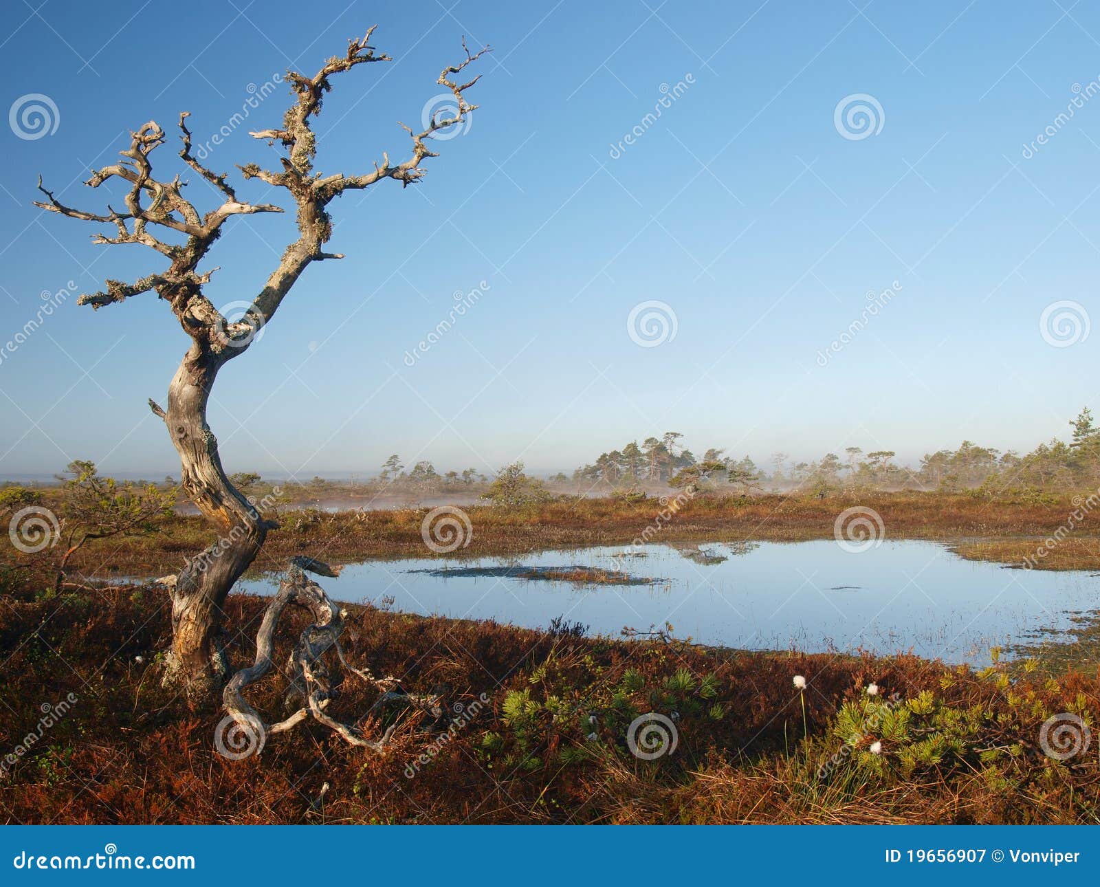 Old pine tree in bog stock image. Image of europe, scenery - 19656907