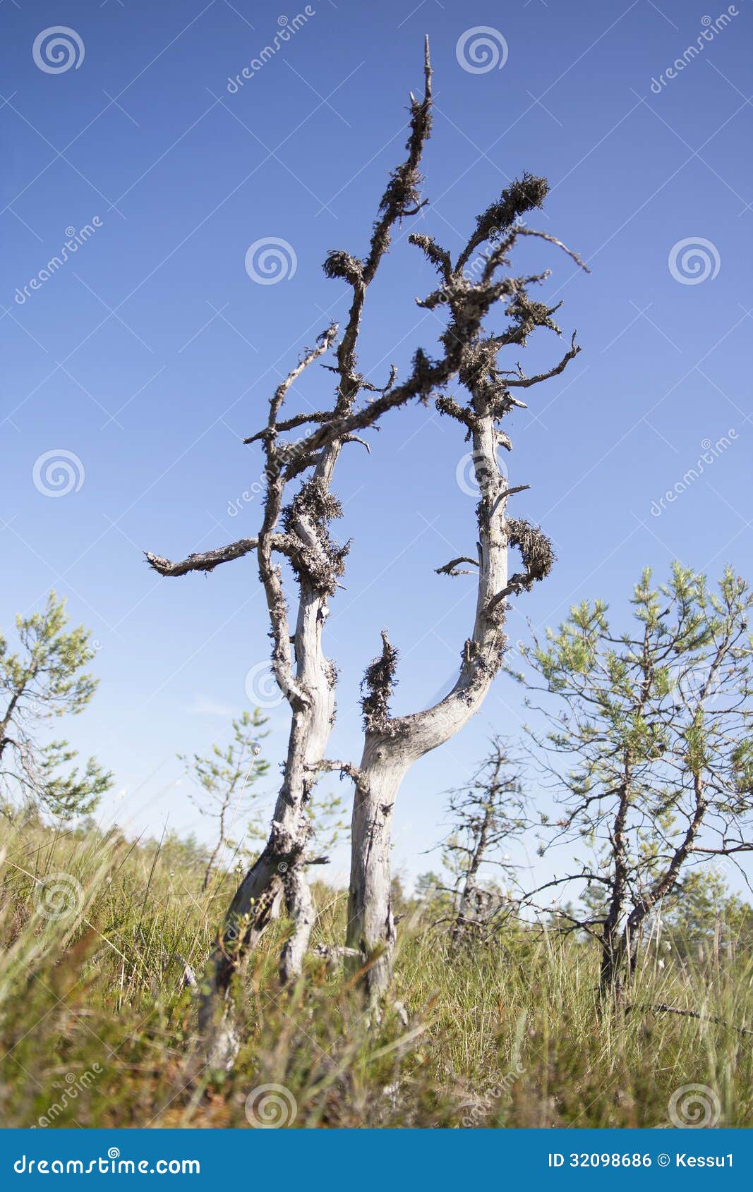 Old pine tree in bog stock photo. Image of midday, koitjacurren - 32098686