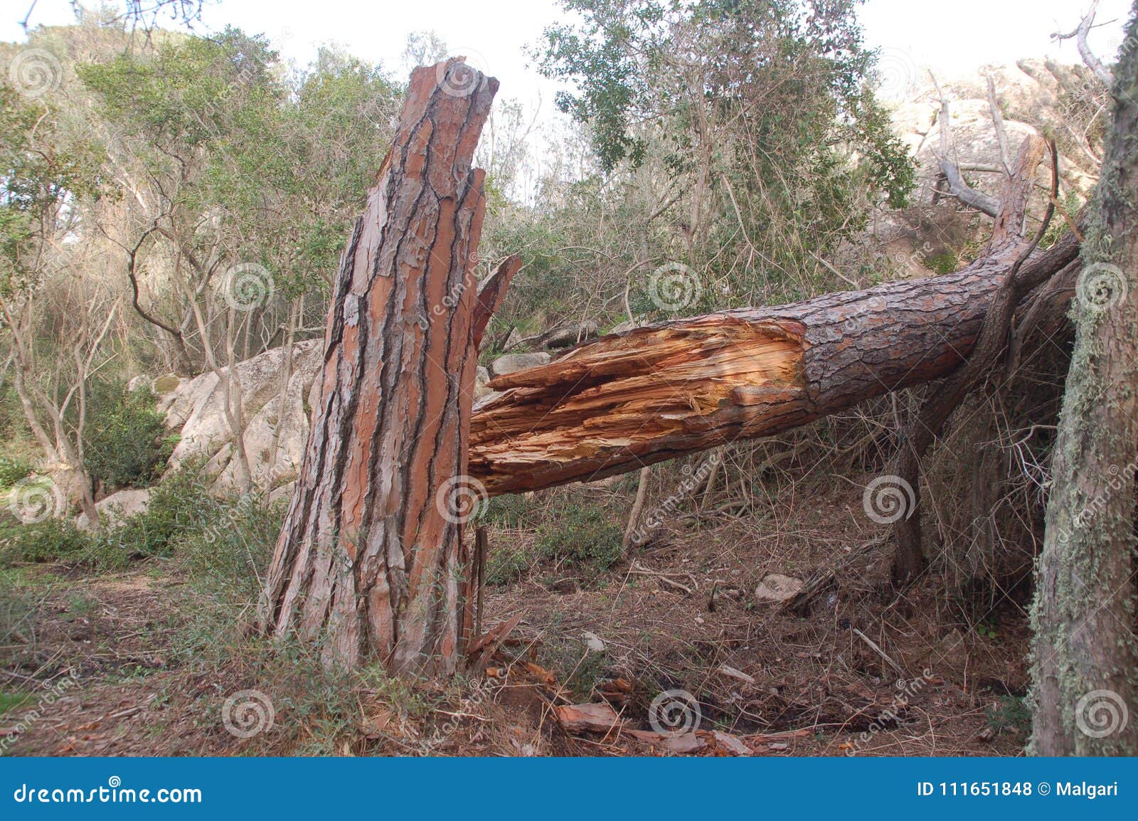 Old broken pine tree stock photo. Image of tree, forest - 111651848
