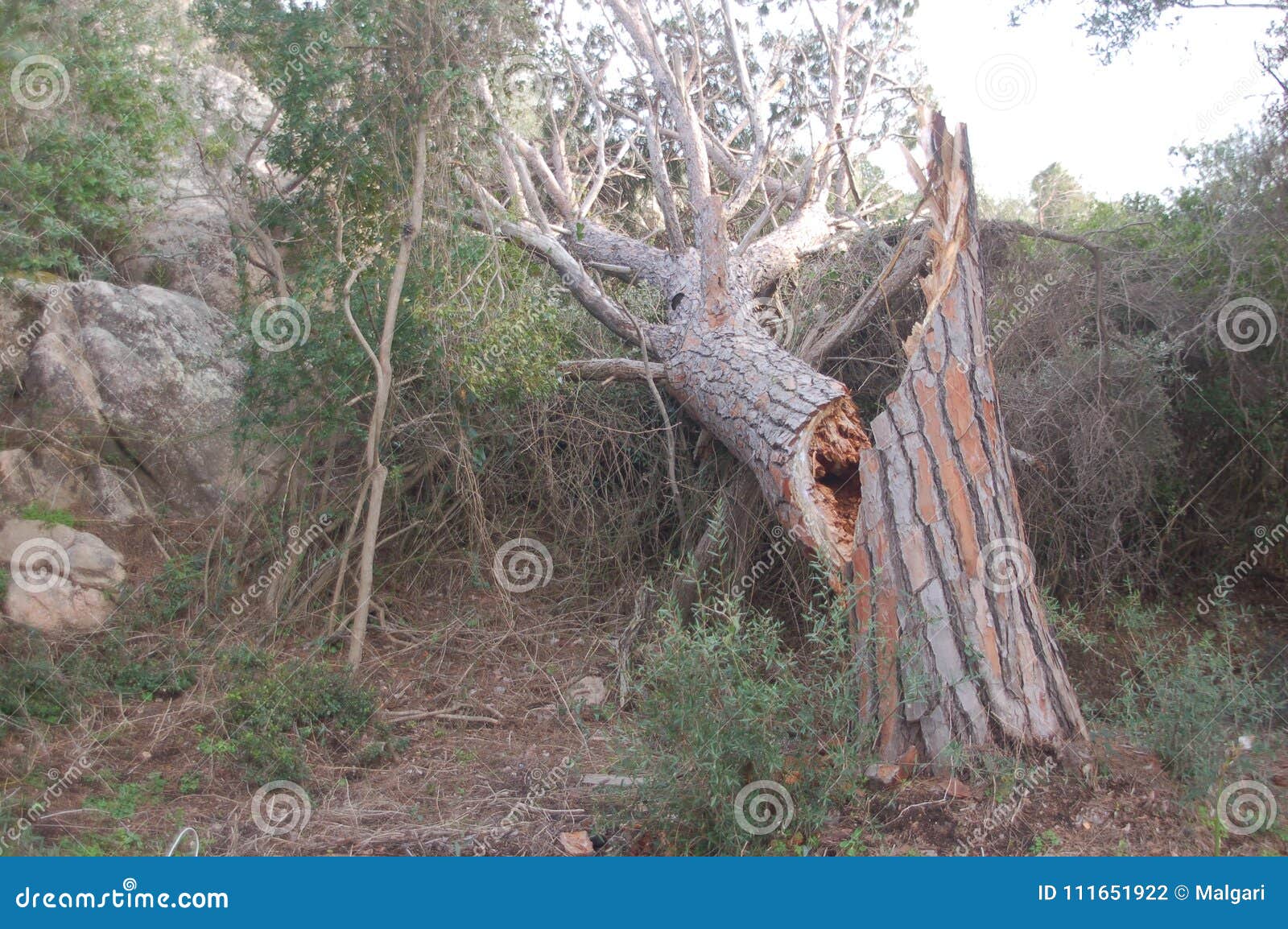Old broken pine tree stock photo. Image of time, weak - 111651922