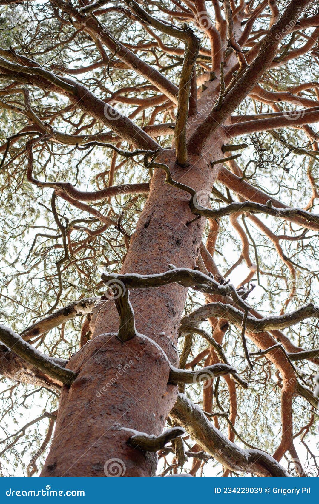 An Old Pine Tree with Close-up Stock Image - Image of artistic, light ...