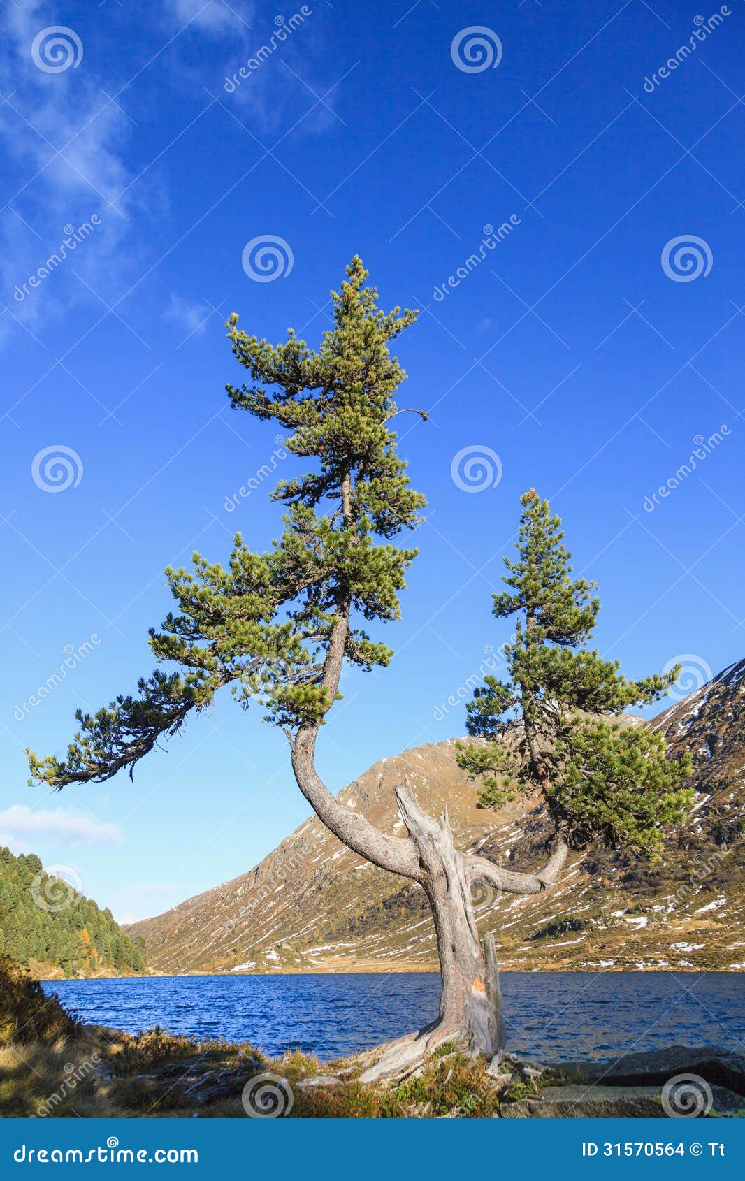 Old pine tree stock photo. Image of scene, nature, outdoors - 31570564