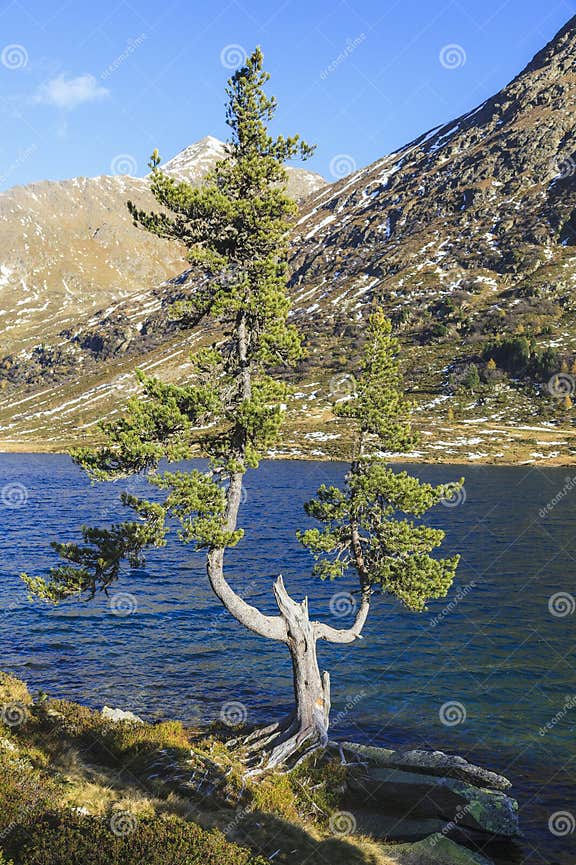 Old Pine Tree by a Alp Lake Stock Image - Image of woods, peaceful ...