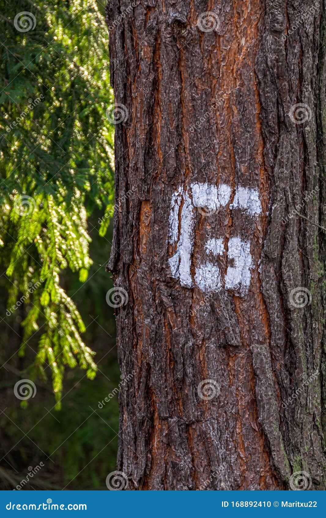 An Old Pine Tree in a Forest Marked with White Paint. Stock Photo ...