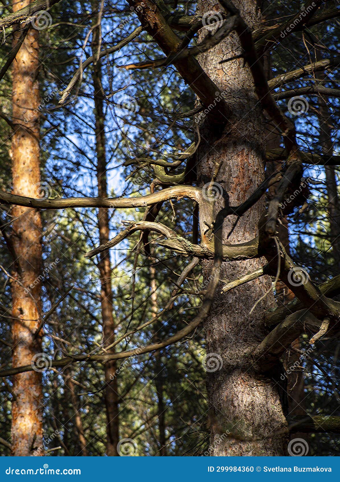 An Old Pine Tree with Gnarled Dry Branches is Illuminated by the Sun ...