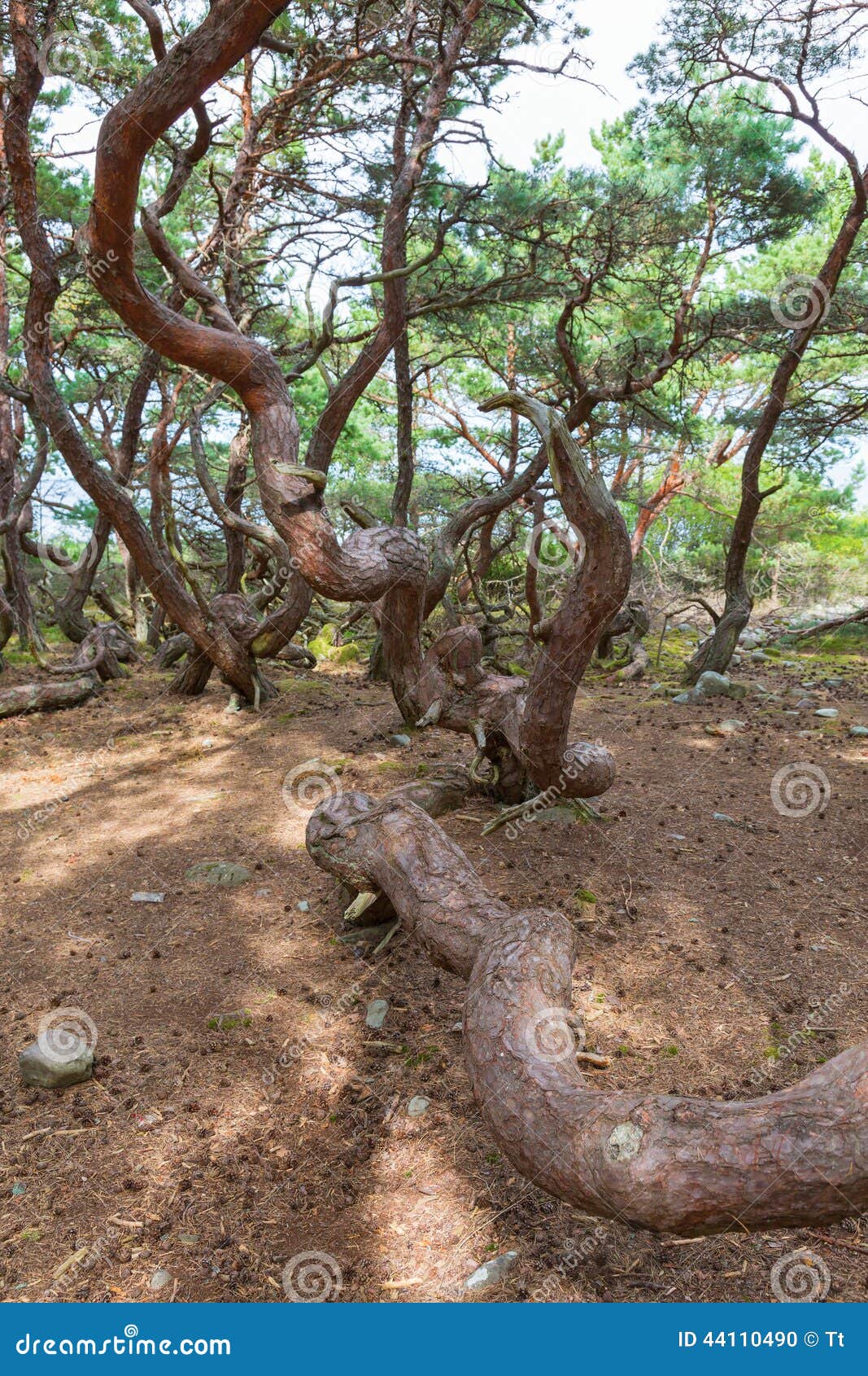 Old Pine tree stock photo. Image of tree, trees, gnarly - 44110490