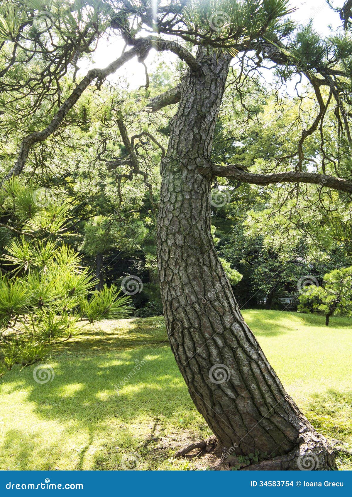 Old pine tree stock photo. Image of green, needles, grass - 34583754
