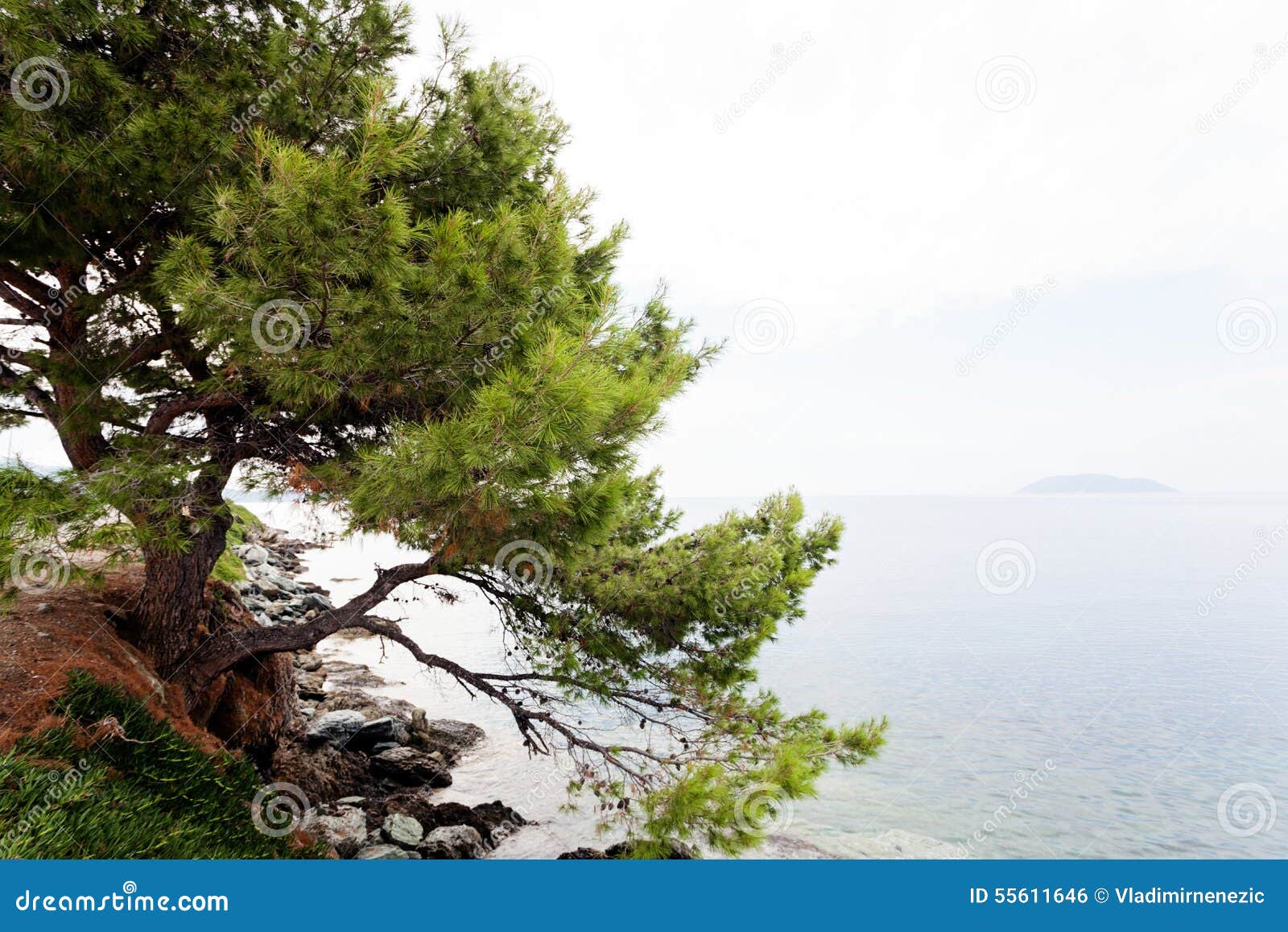 Old pine tree stock photo. Image of closeup, nature, blue - 55611646