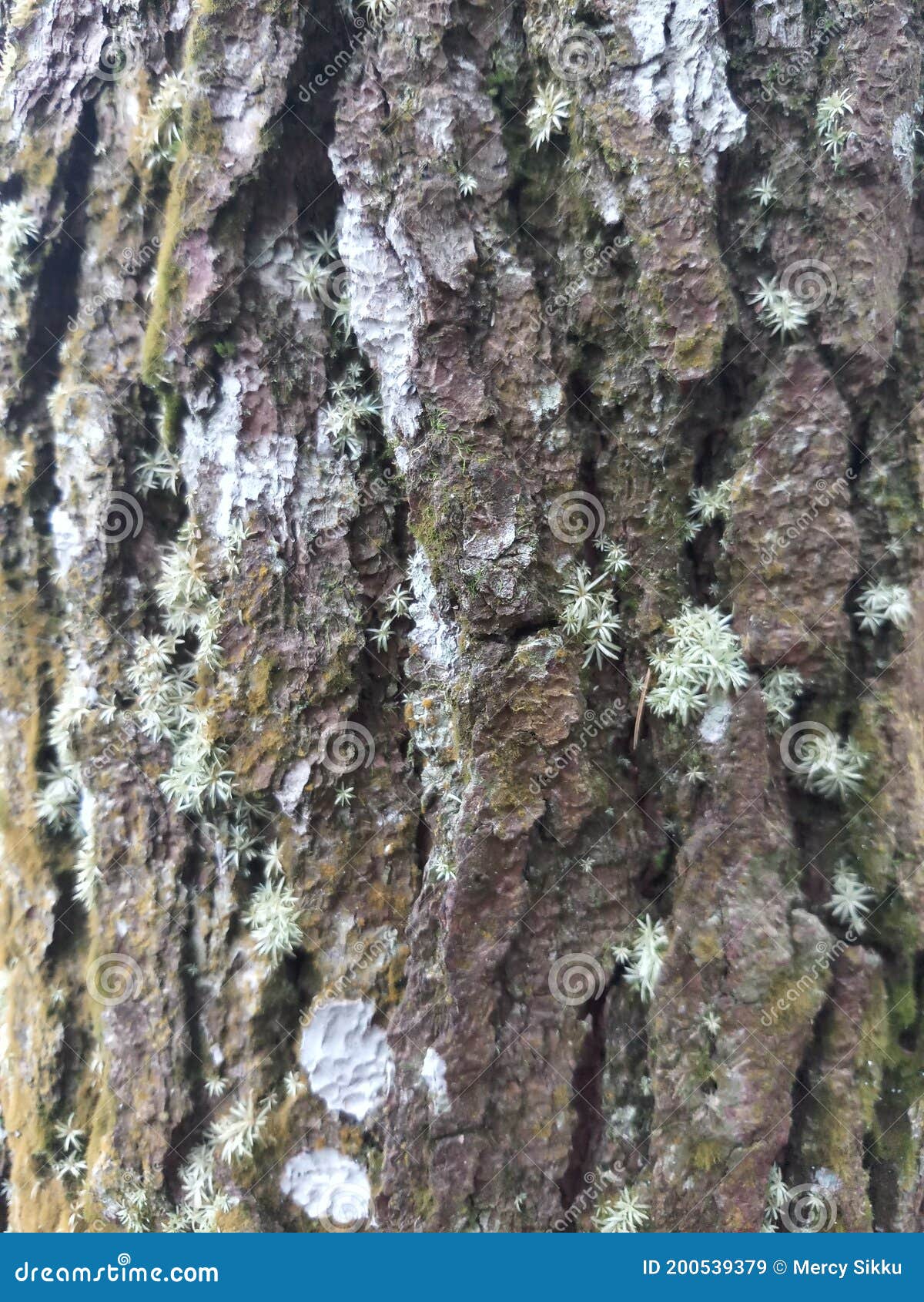Old Pine Tree with Moss Details Stock Image - Image of moss, details ...