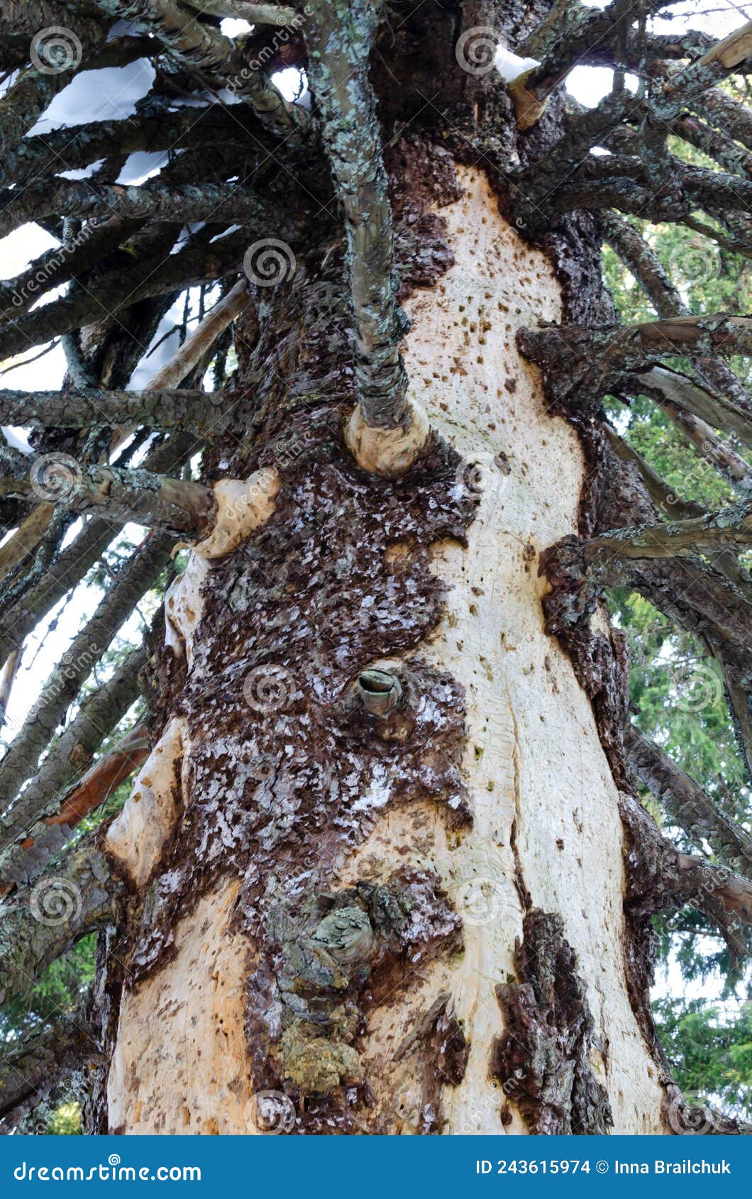 An Old Pine Tree without Needles and Partly without Bark. Vertical ...