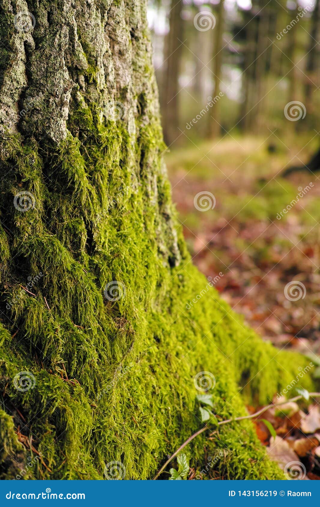 Old Pine Tree with Nice Moss Stock Image - Image of pine, autumn: 143156219