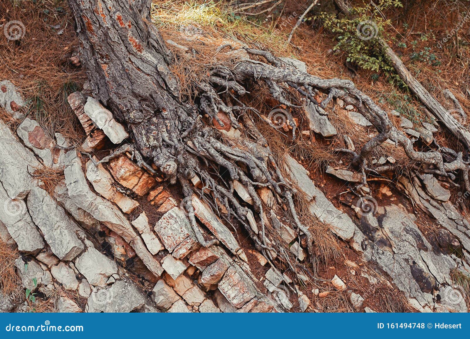 Old Pine Tree with Open Roots in Stones, Life Concept Stock Photo ...