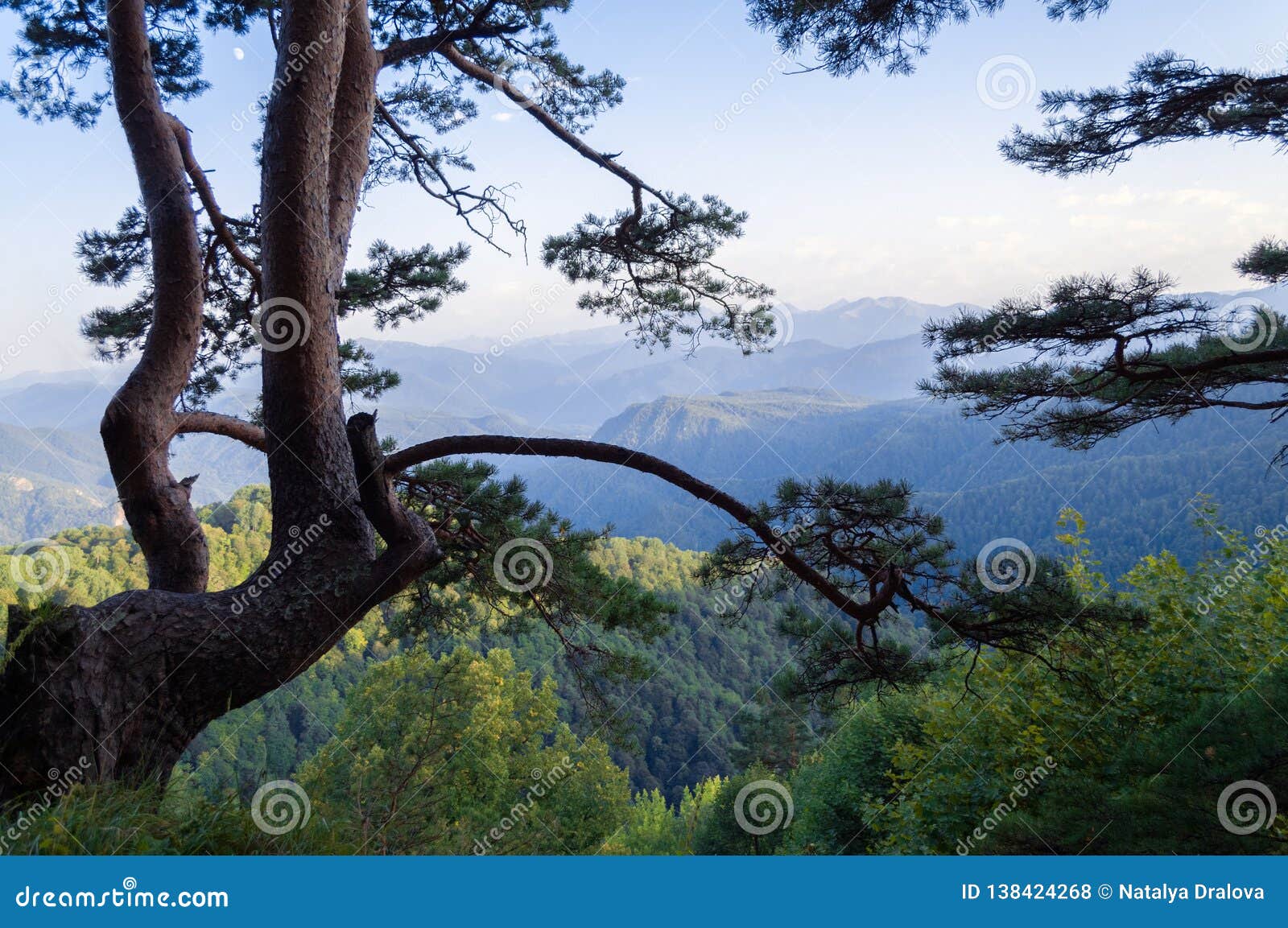 Old pine tree over a cliff stock photo. Image of tree - 138424268