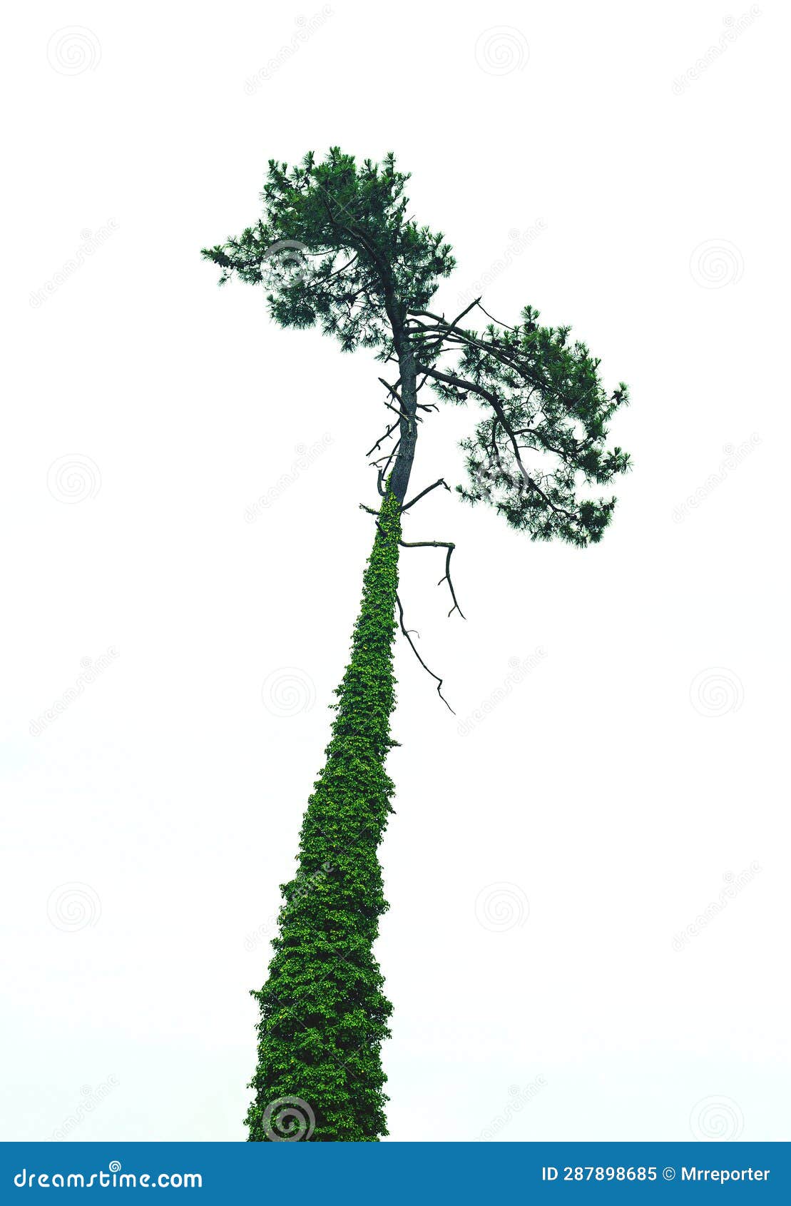 Old Pine Tree Overgrown with Liane, Isolated Stock Image - Image of ...