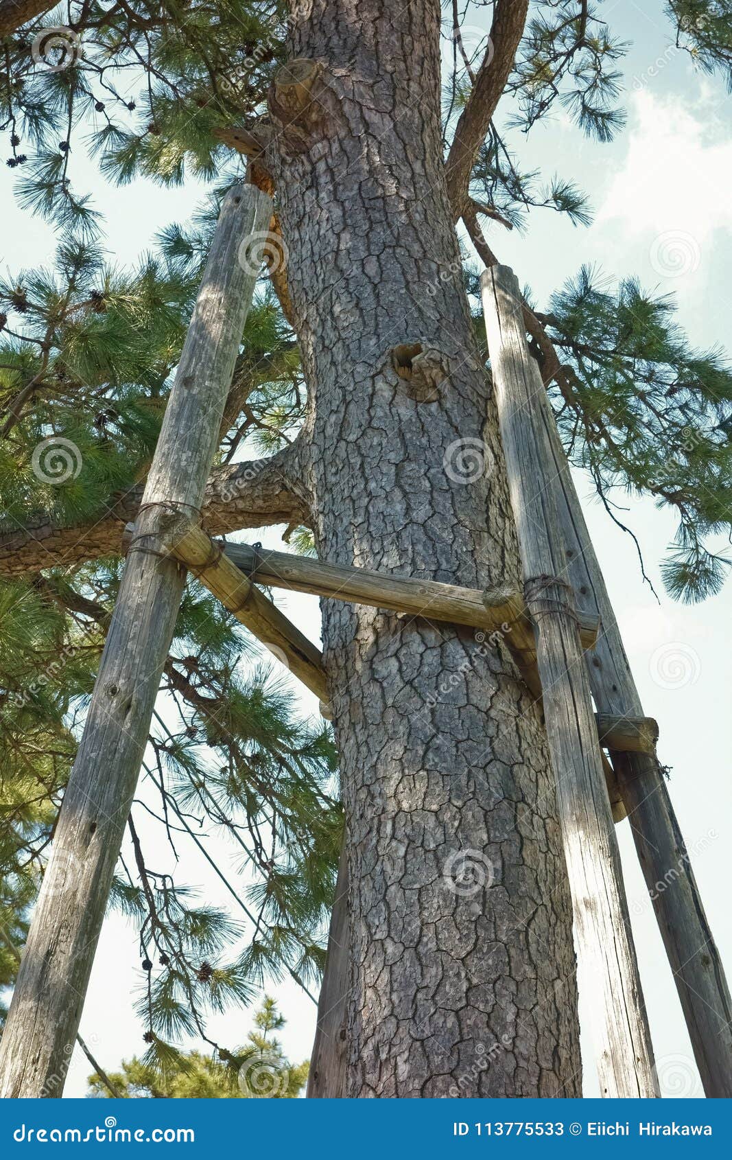 Old pine tree stock image. Image of dead, tilting, urban - 113775533