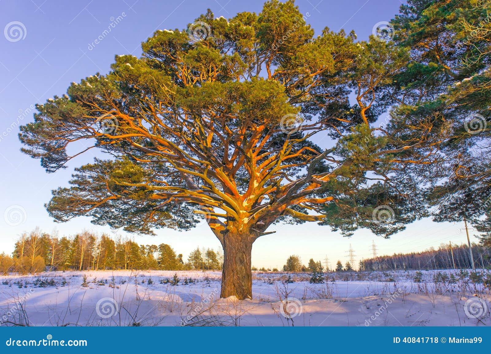 Old pine tree at sunset stock photo. Image of beautiful - 40841718