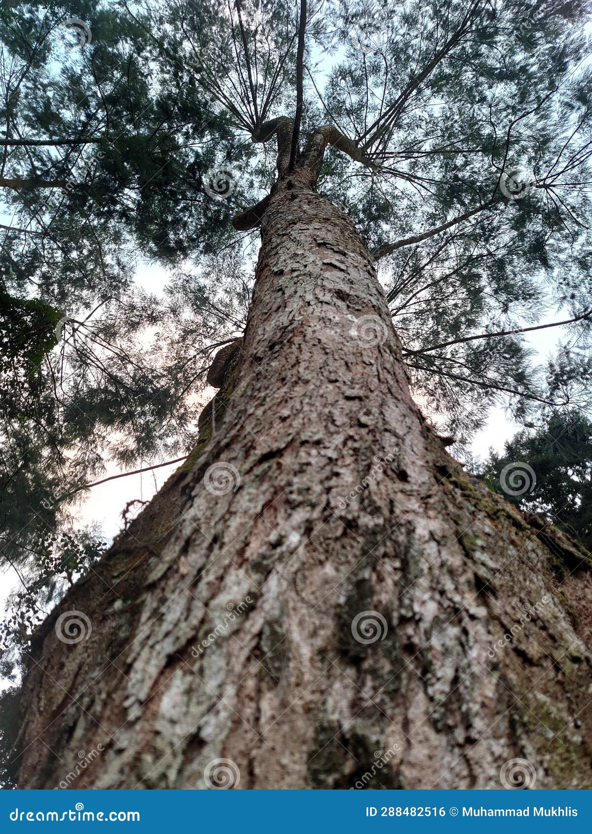 Old pine tree stock photo. Image of nature, forest, trunk - 288482516