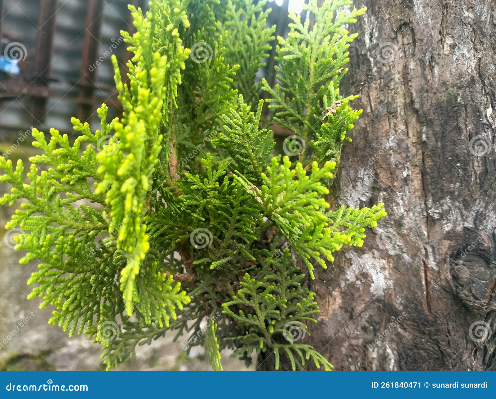 Old Pine Tree Trunk Growing New Shoots Stock Image - Image of pine ...