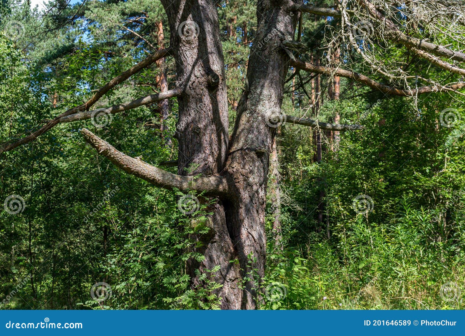 An Old Pine Tree with Two Trunks Stock Image - Image of summer, nature ...