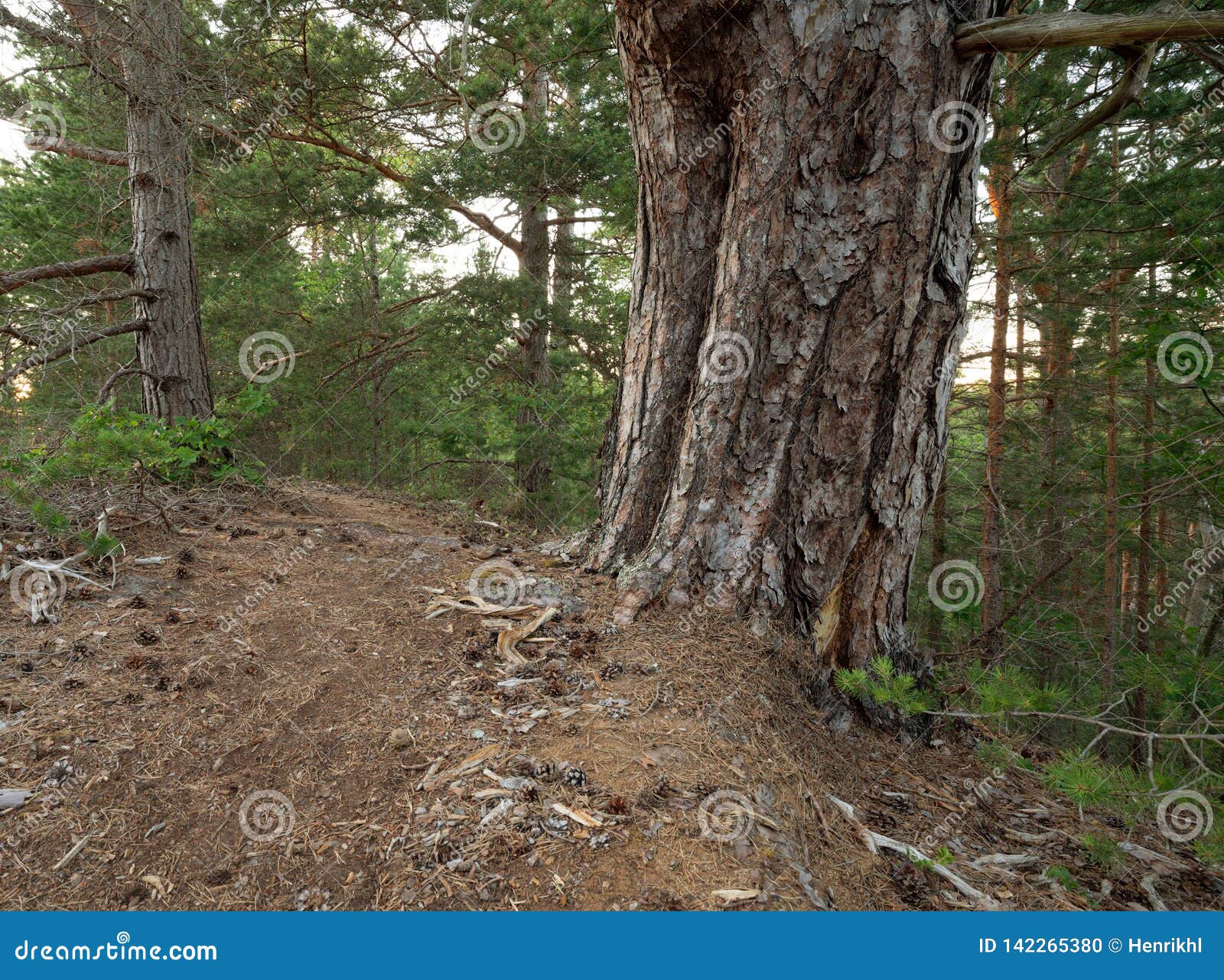 Old Pine Tree in an Untouched Forest Stock Photo - Image of wood ...
