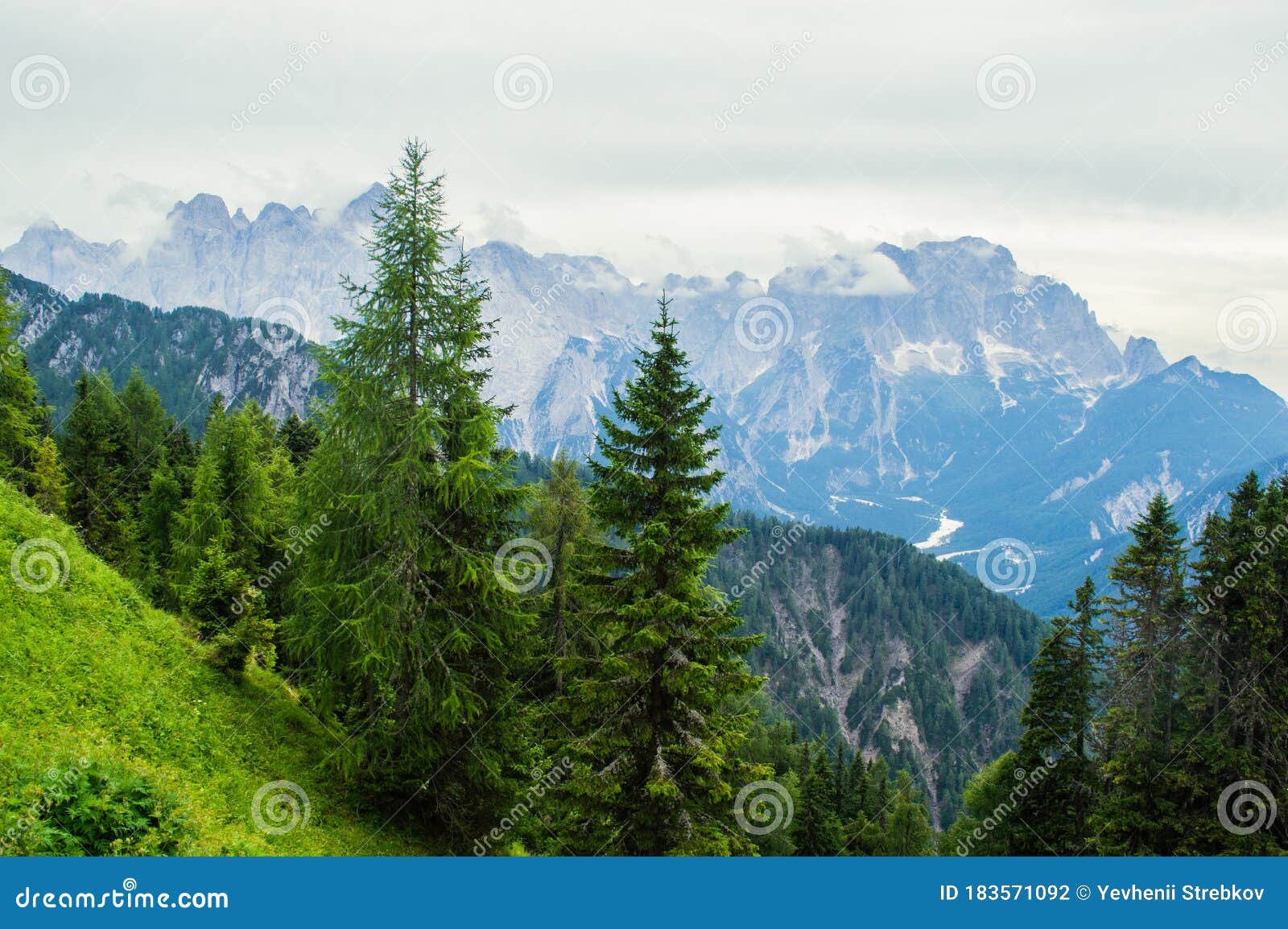 Old Pine Trees on a Background of Alpine Mountains Stock Photo - Image ...