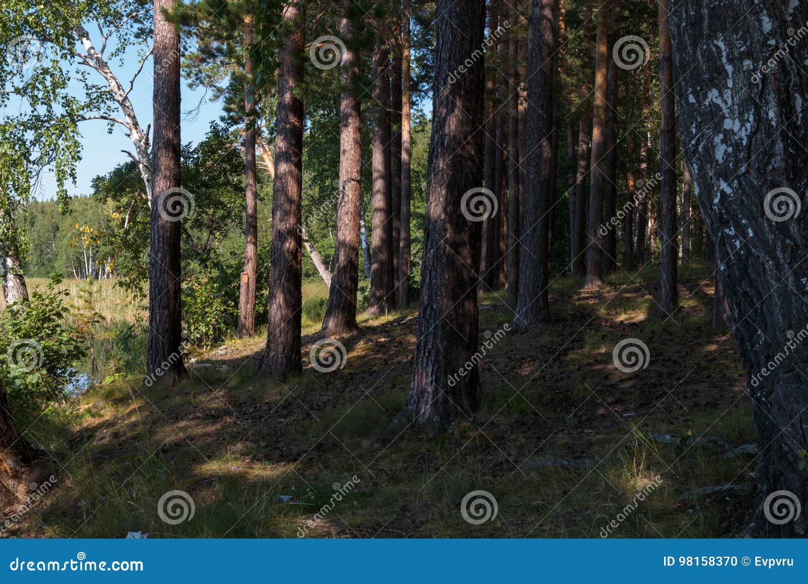 Old Pine Trees Form a Dense Forest Stock Photo - Image of natural ...