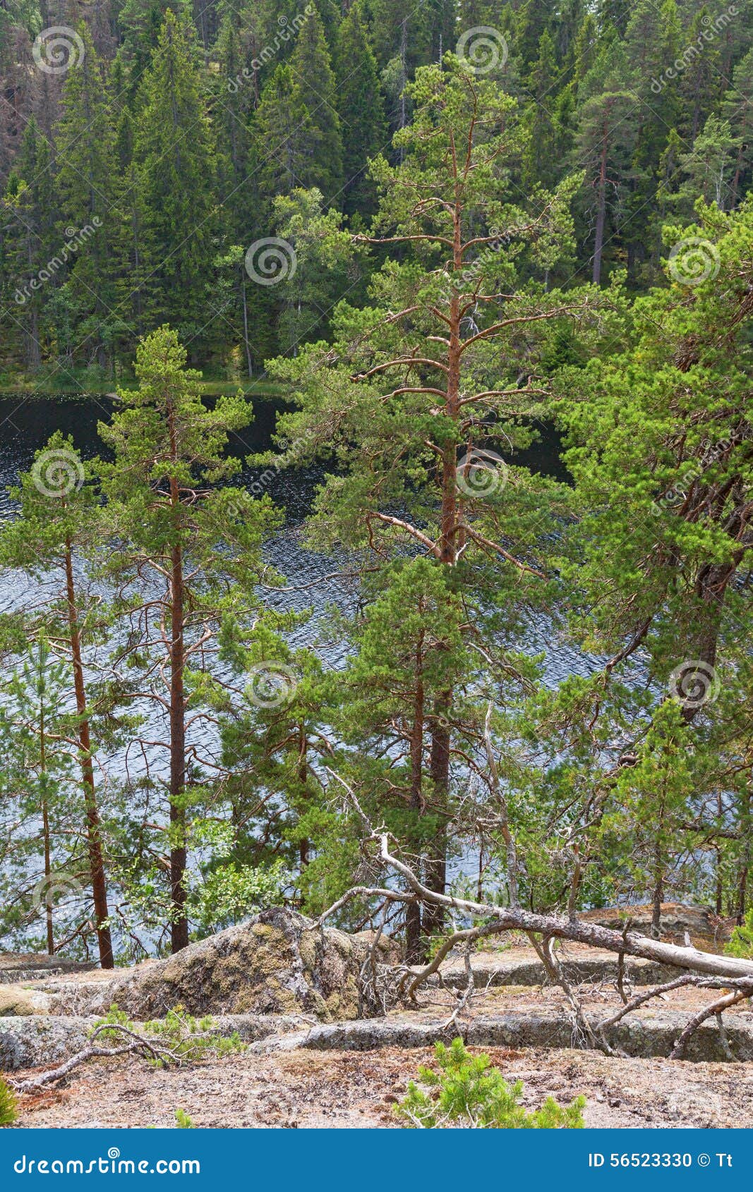 Old pine trees stock photo. Image of landscape, primeval - 56523330