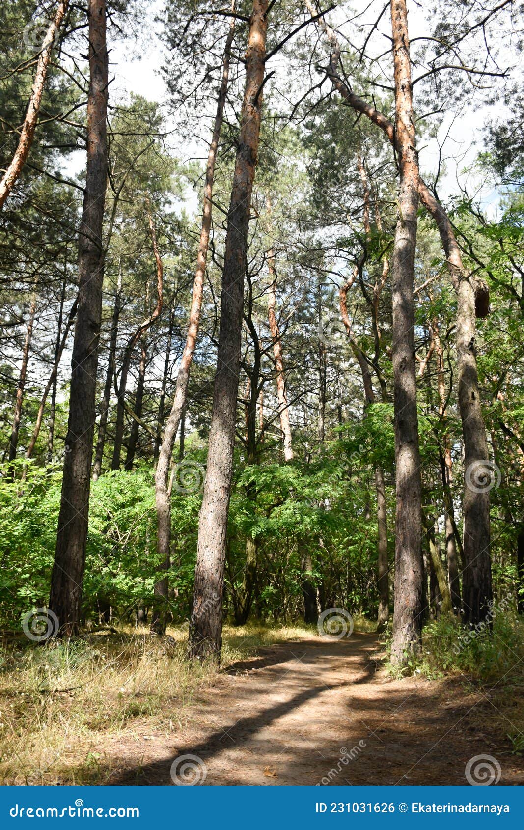 Old Pine Trees Make Shade on a Sunlit Path. Stock Photo - Image of foot ...
