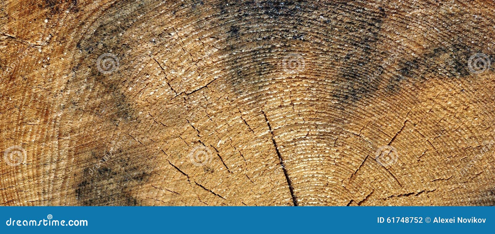 Old Pine Wood Tree Trunk Ring Fiber Texture Closeup Stock Photo - Image ...