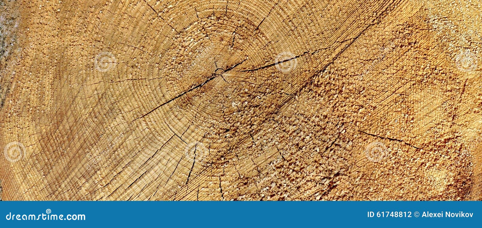 Old Pine Wood Tree Trunk Ring Fiber Texture Closeup Stock Photo - Image ...