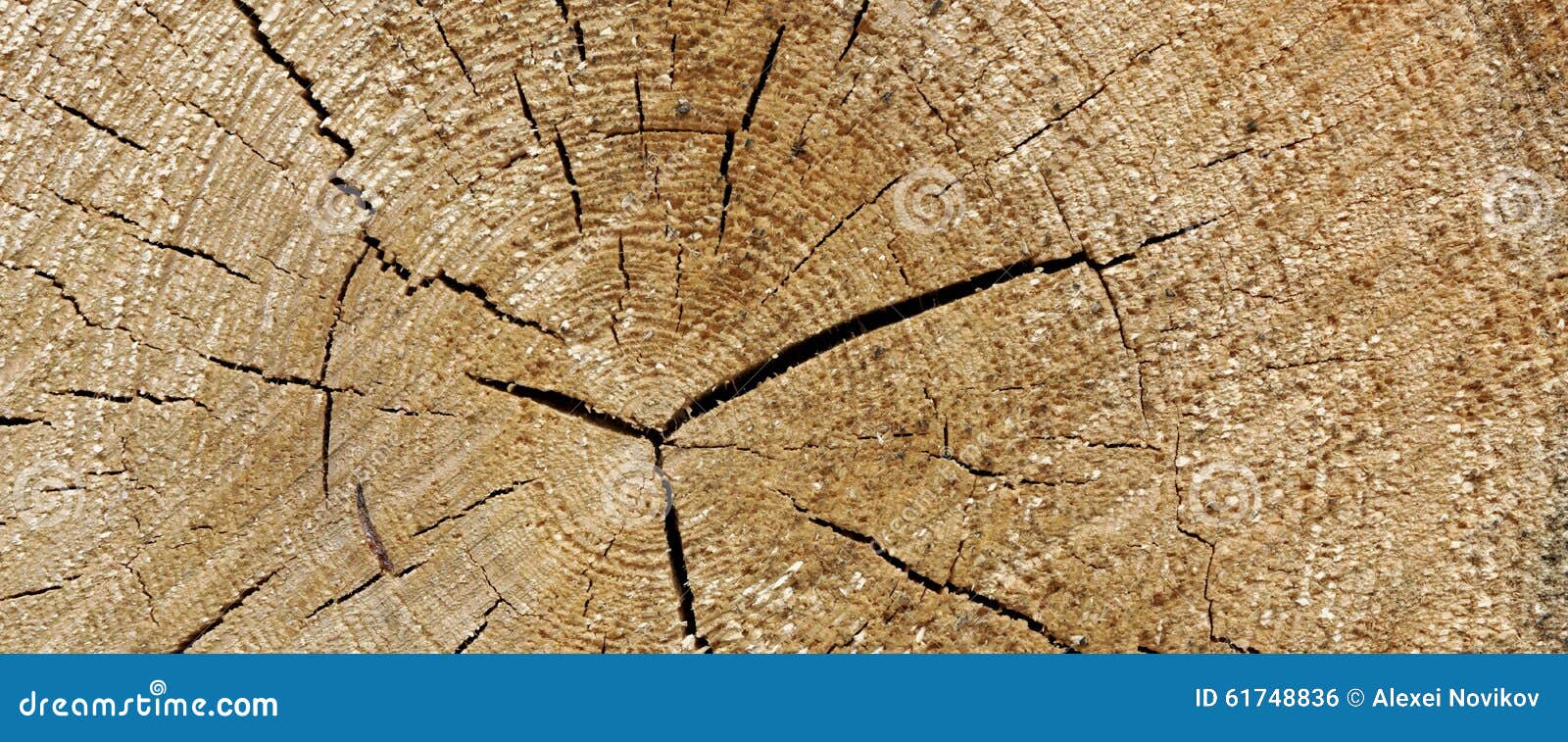 Old Pine Wood Tree Trunk Ring Fiber Texture Closeup Stock Photo - Image ...