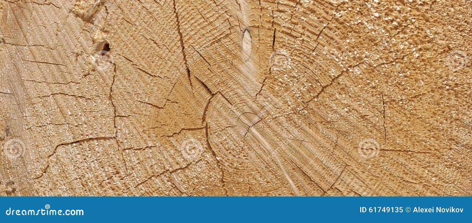 Old Pine Wood Tree Trunk Ring Fiber Texture Closeup Stock Image - Image ...