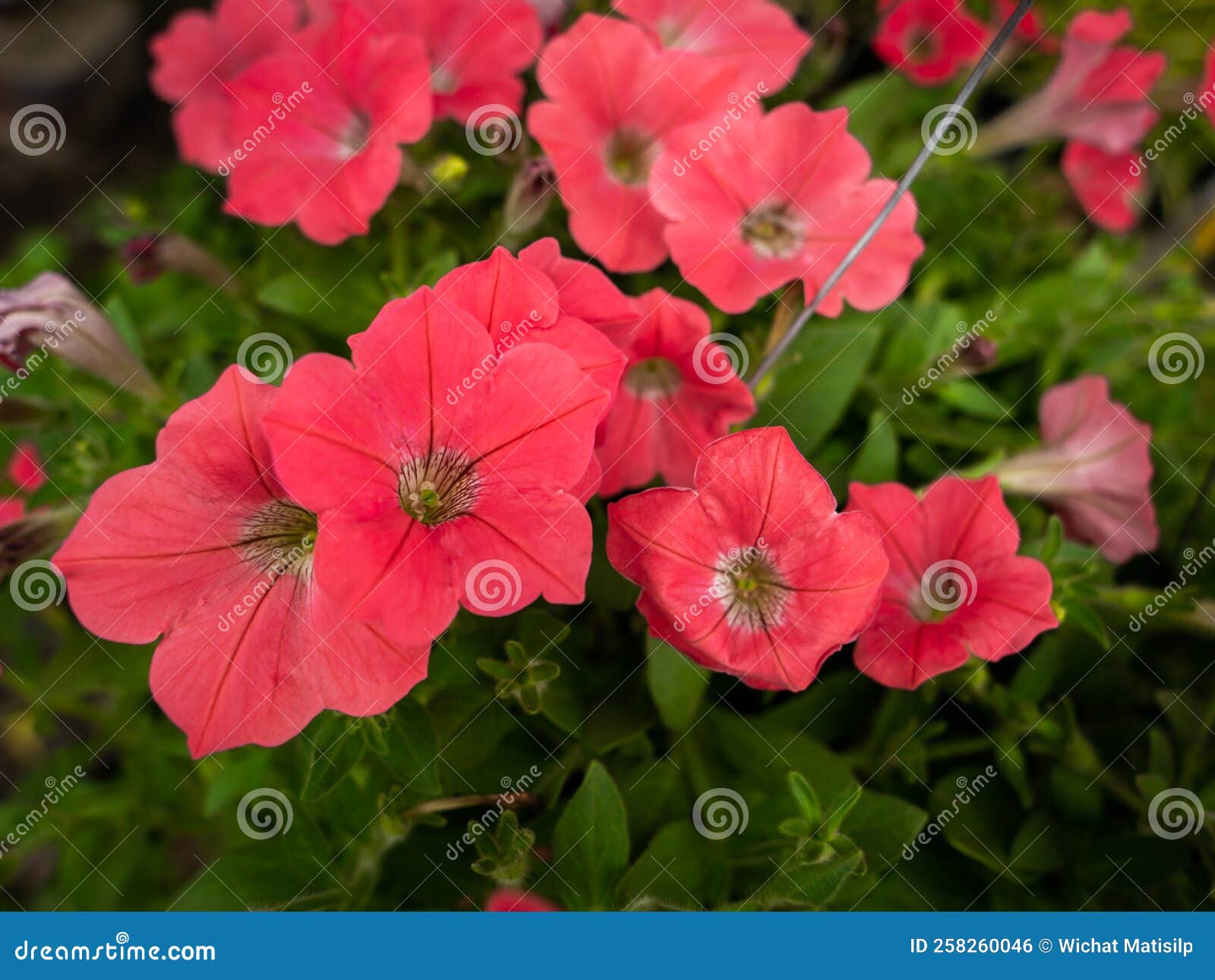 Old Pink Petunia Flowers Hanging Stock Photo - Image of nature, black ...