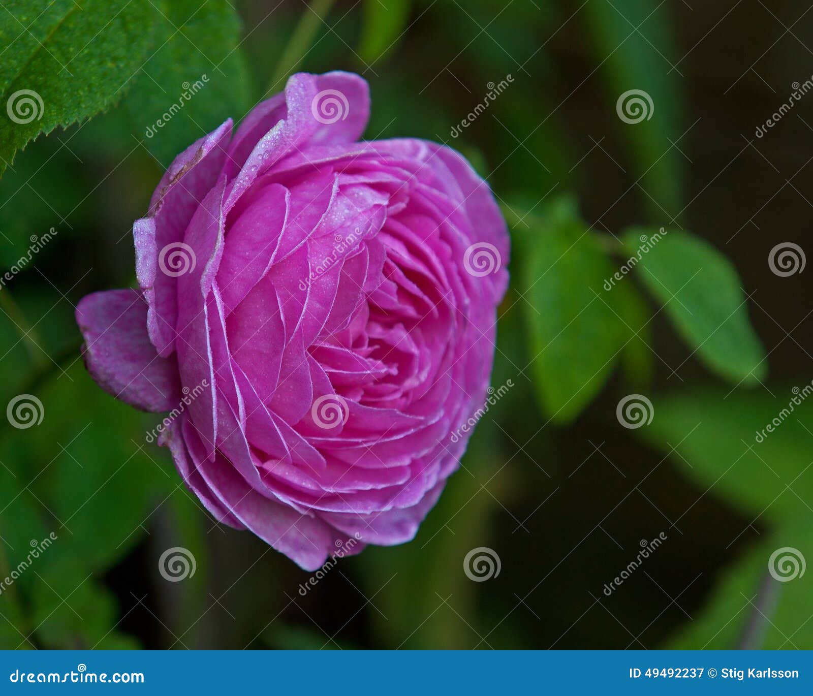 Old pink rose stock image. Image of nature, garden, floral - 49492237