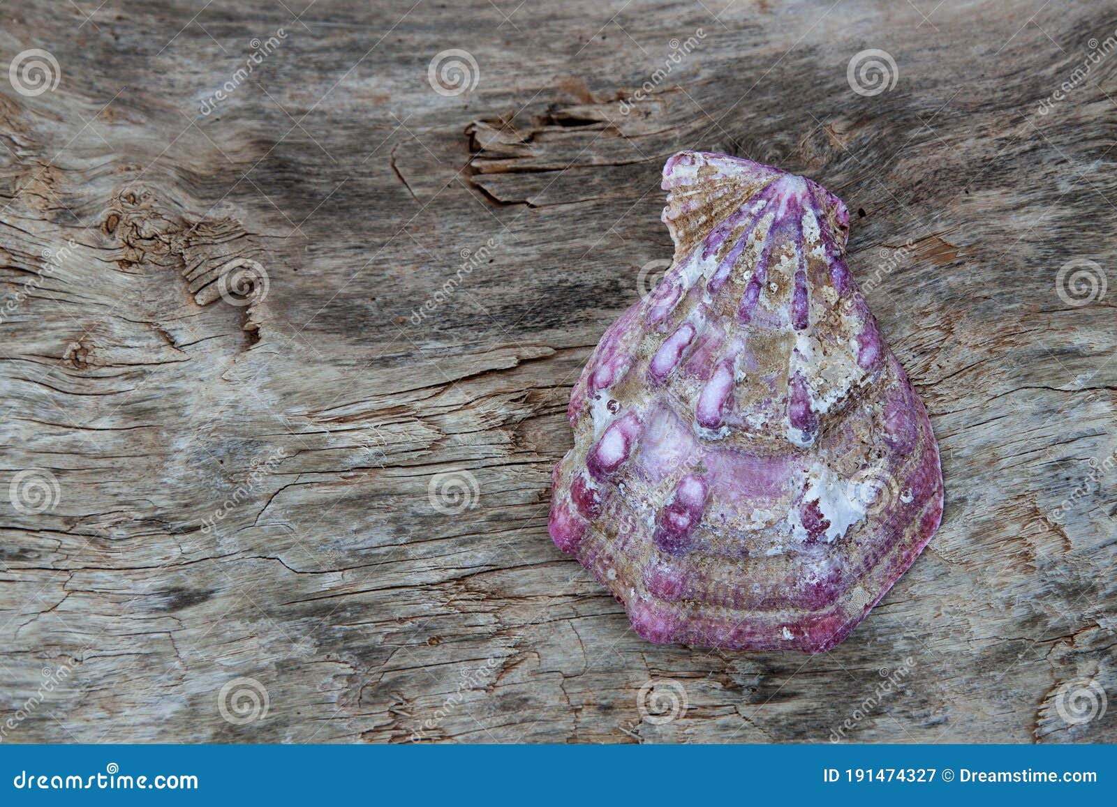 Pink Sea Shell With The Spiral, Macro, Close-up Royalty-Free Stock ...
